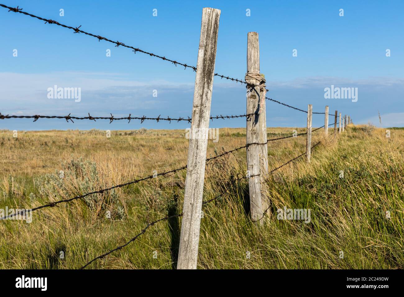 Bison thunderstorm hi-res stock photography and images - Alamy