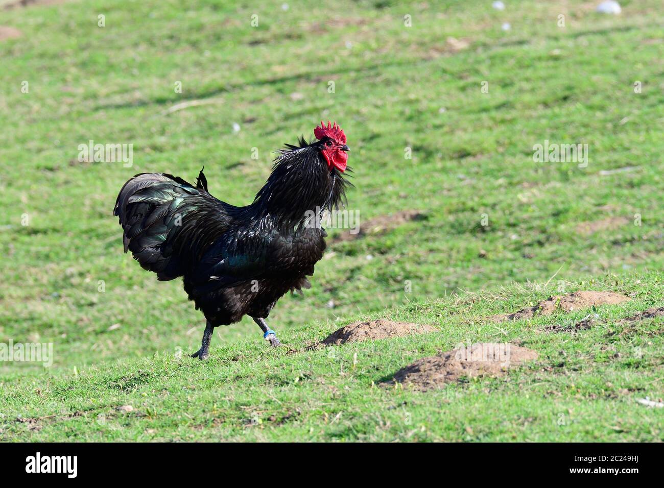 Chicken spring hi-res stock photography and images - Alamy