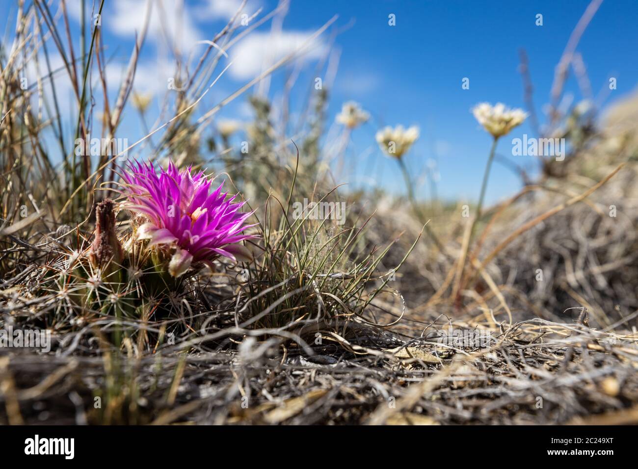 Cactus of the Badlands of Dinosaur Provinicial Park Canada Stock Photo ...