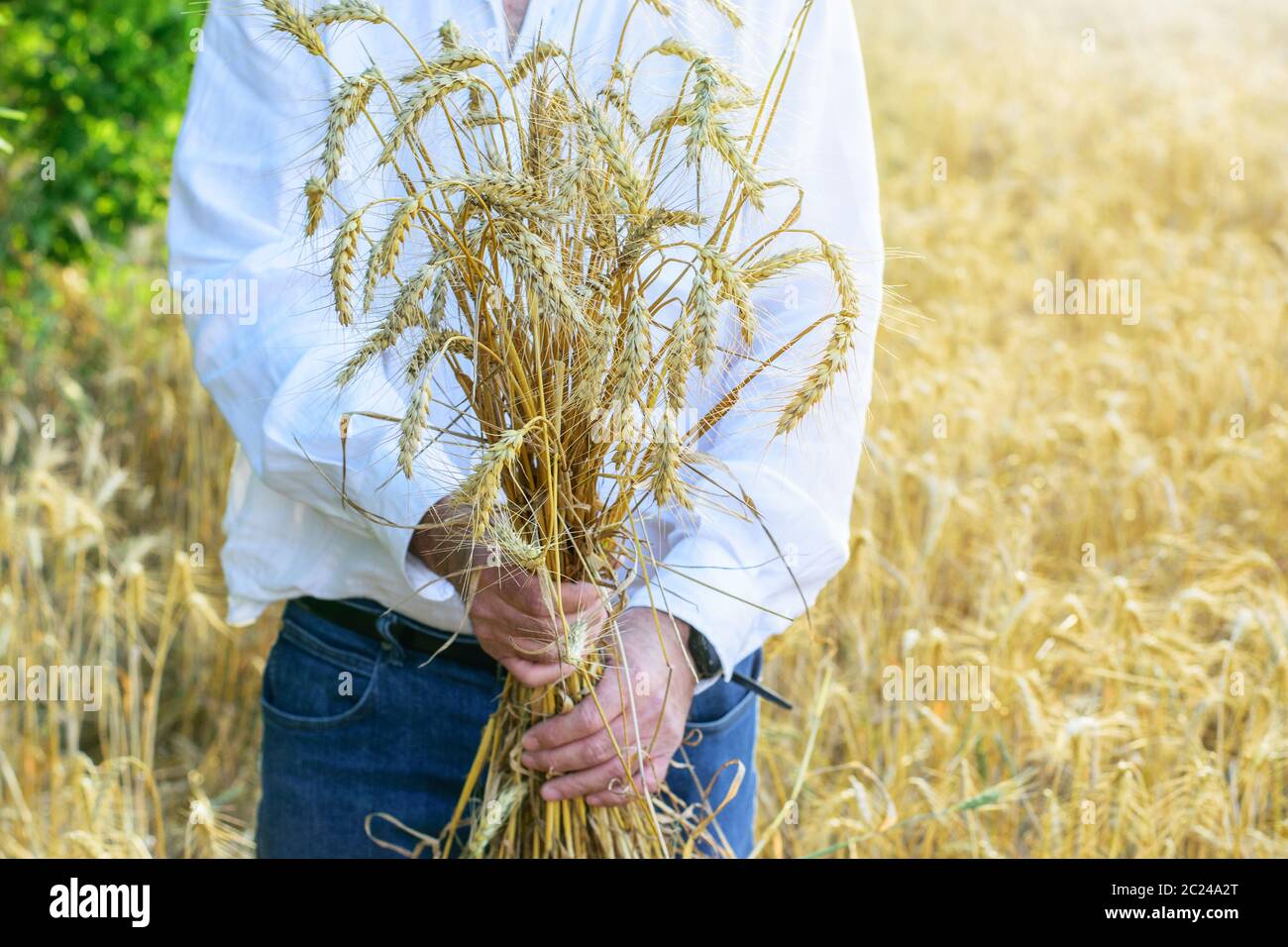 Farmer´s hands holding bunch of golden ripe wheat in the field ...
