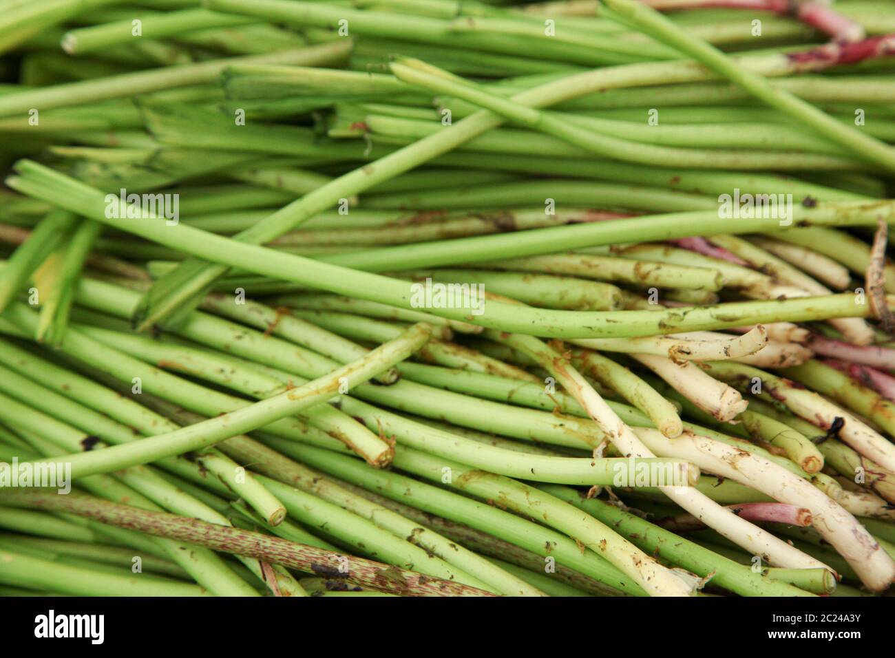 Tropical green onions hi-res stock photography and images - Alamy