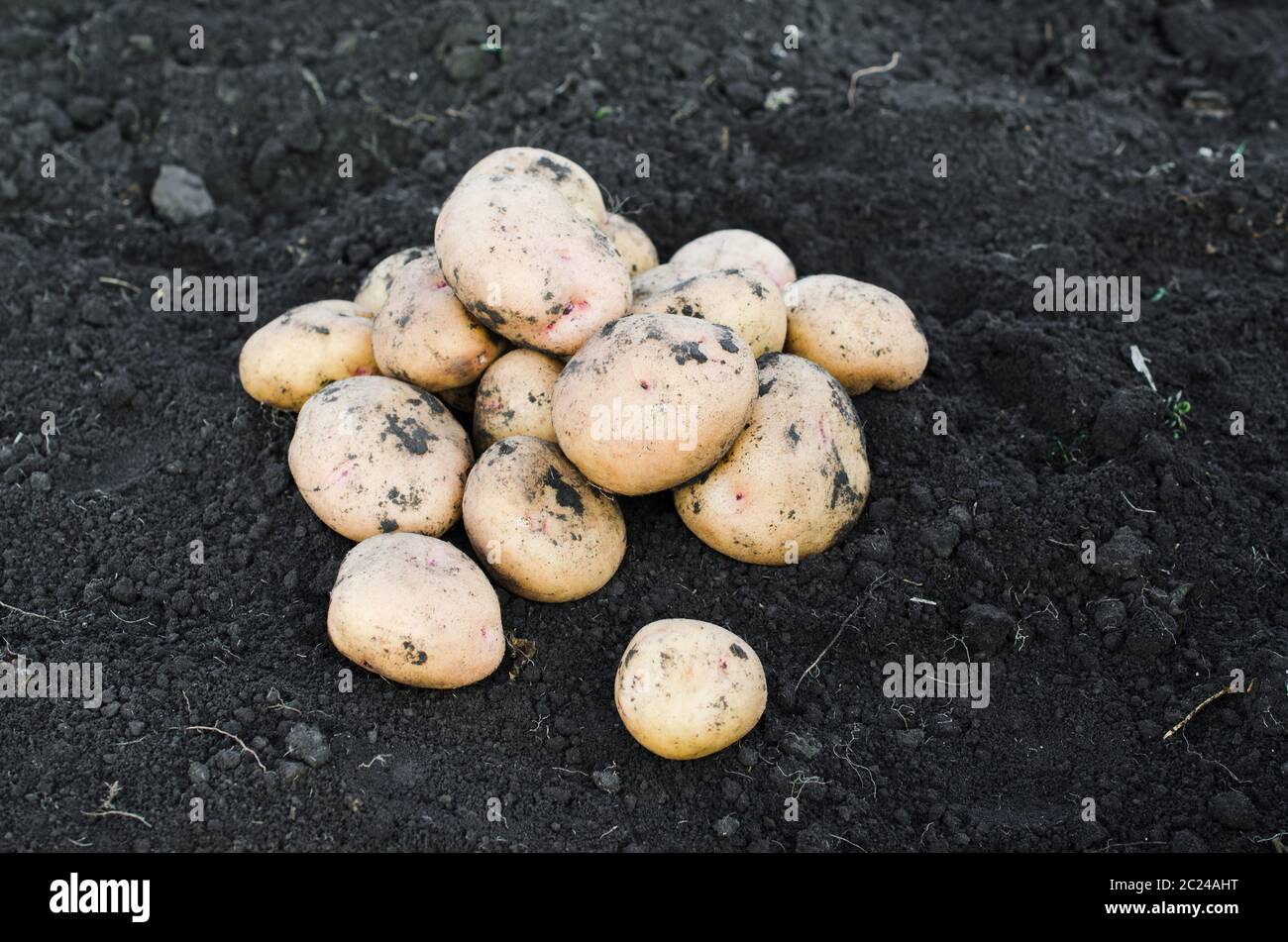 Harvest ecological potatoes freshly taken from the earth. The concept ...