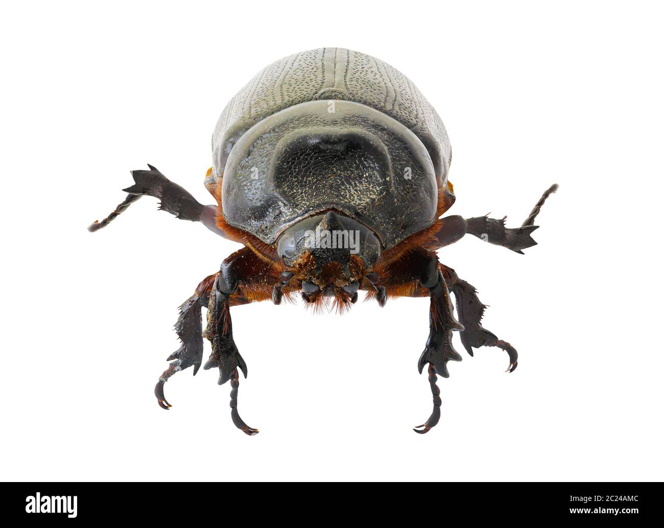 Black small beetle with front view, isolated on white background Stock ...