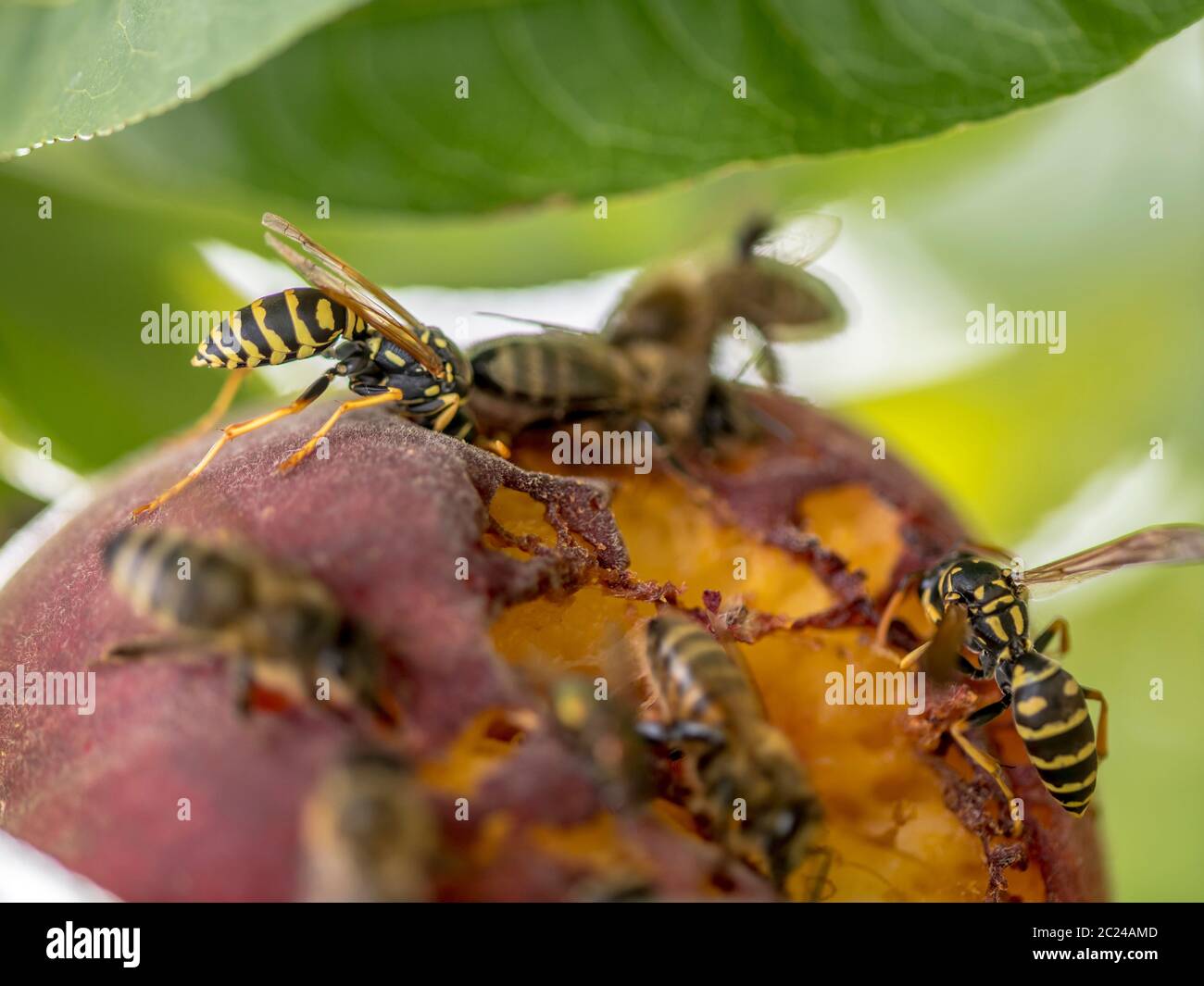 Peach on the tree hi-res stock photography and images - Alamy