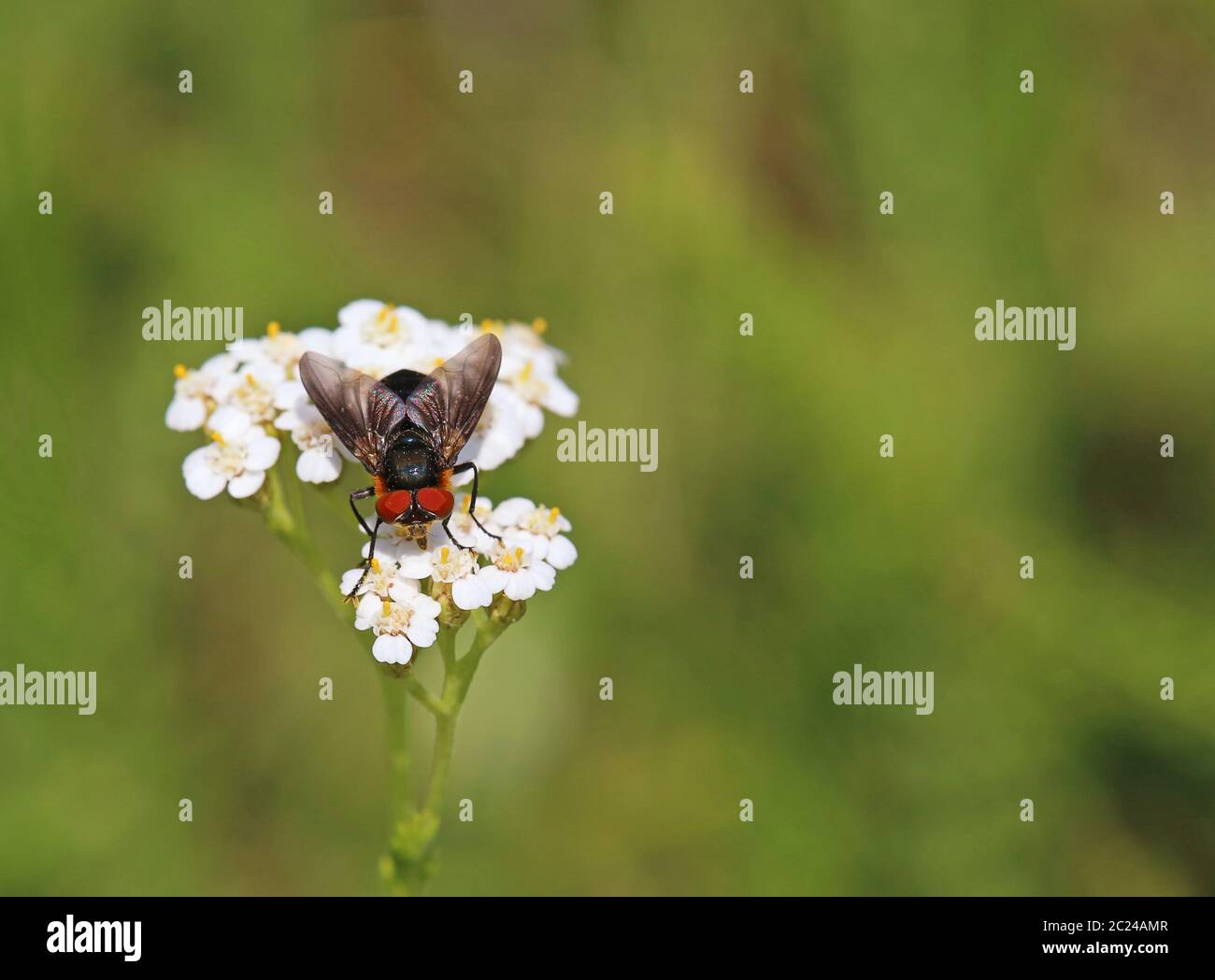 Caterpillar fly Phasia hemiptera Stock Photo - Alamy