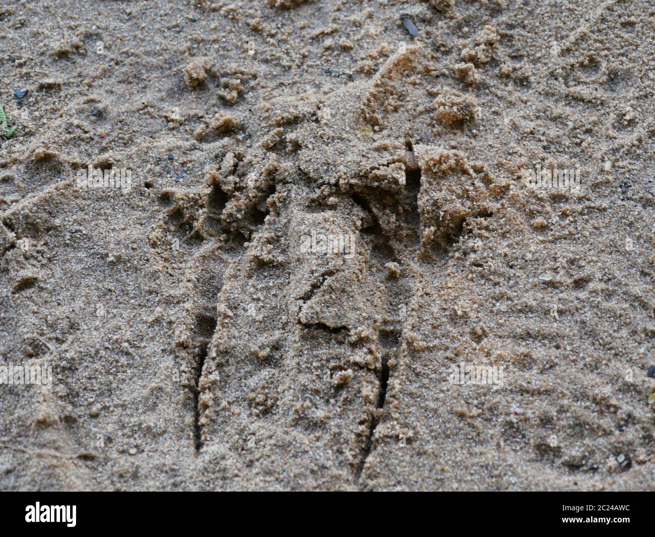Crow footprint hi-res stock photography and images - Alamy