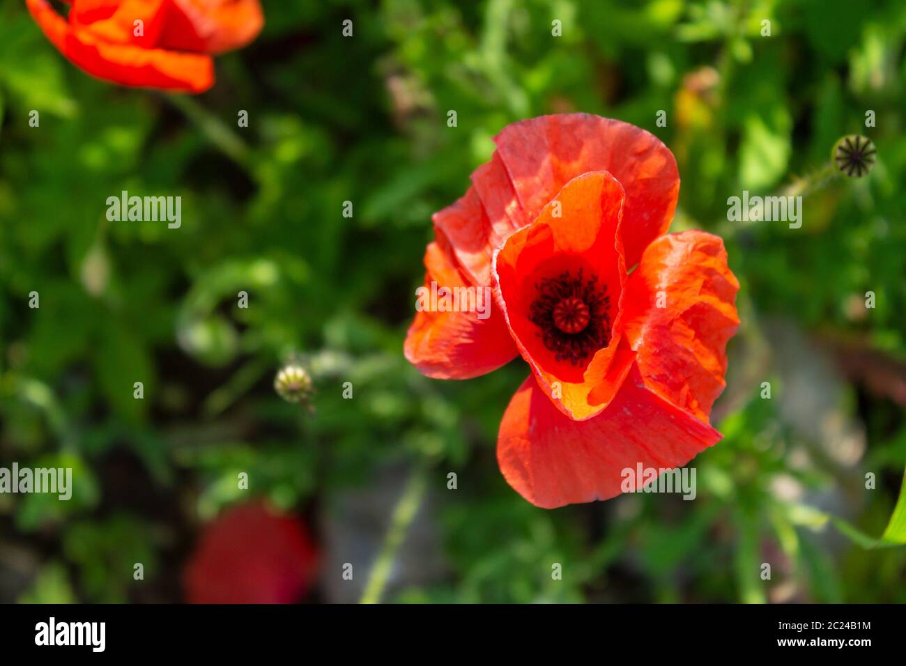 Single red poppy flower on a meadow hi-res stock photography and images ...