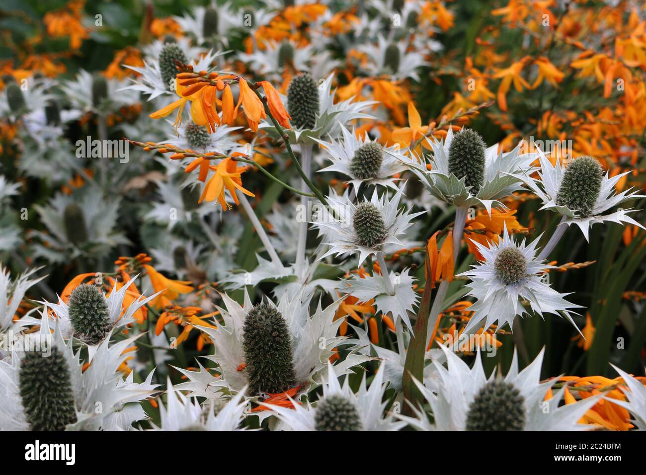 Ornamental sea holly, Eryngium, in flower with silver grey foliage ...