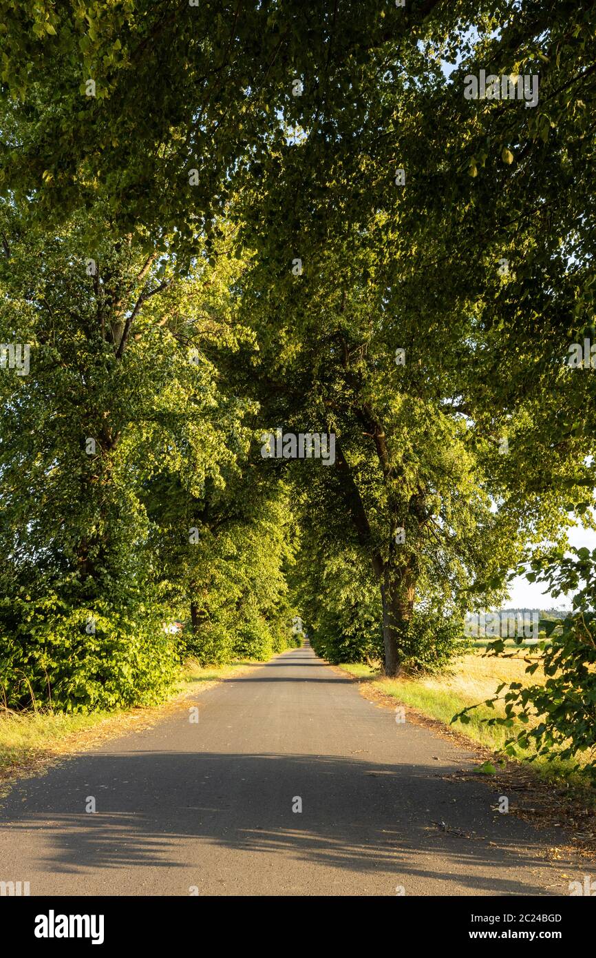 An Avenue of Lime Tree Stock Photo - Alamy
