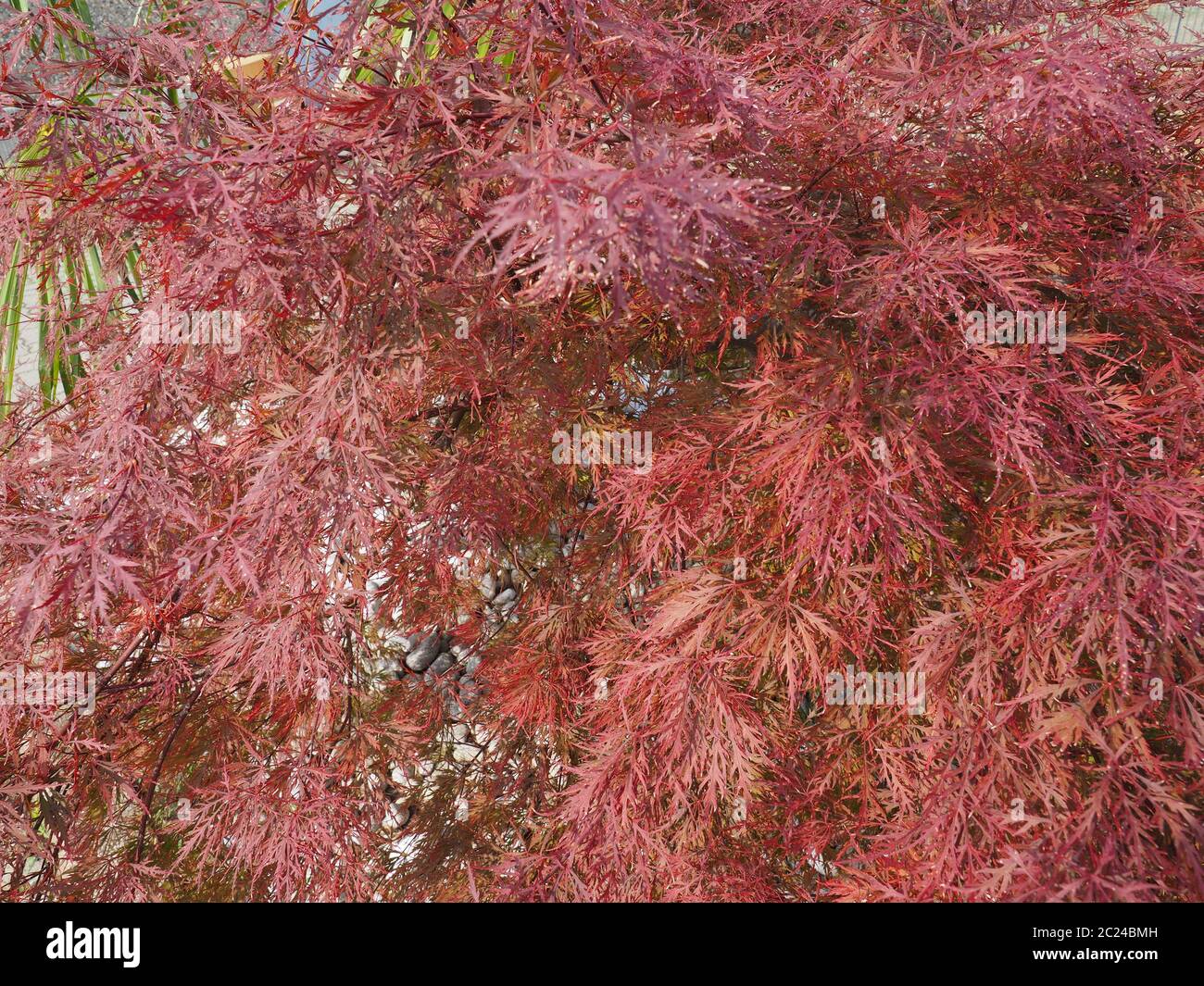 red maple acer (Acer Rubrum) aka swamp maple, water maple or soft maple ...