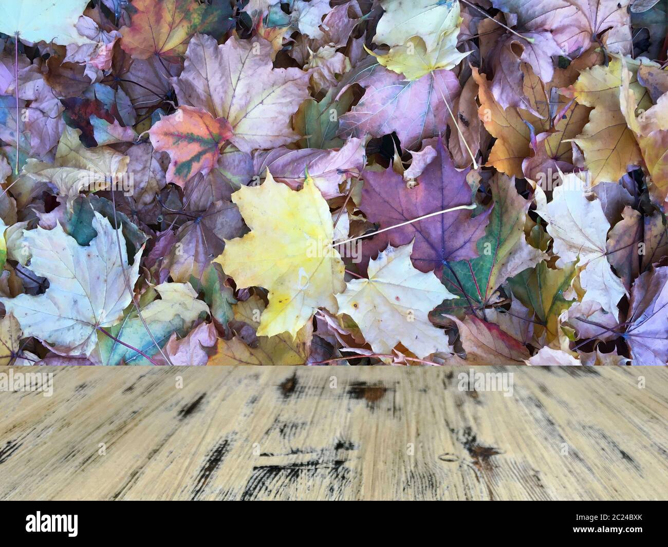 Teak leaves hi-res stock photography and images - Alamy