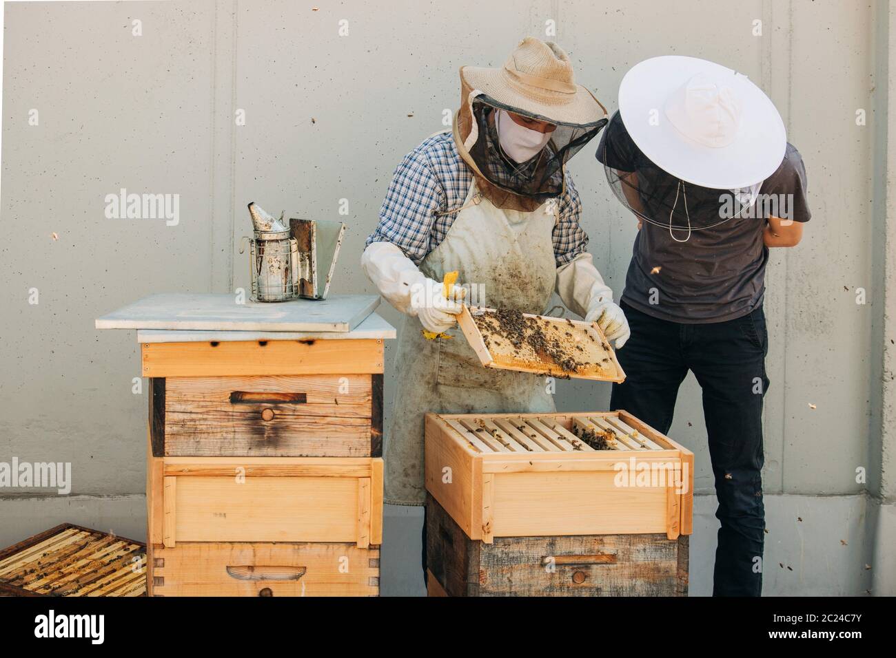 Honeybee building hive cell hi-res stock photography and images - Alamy