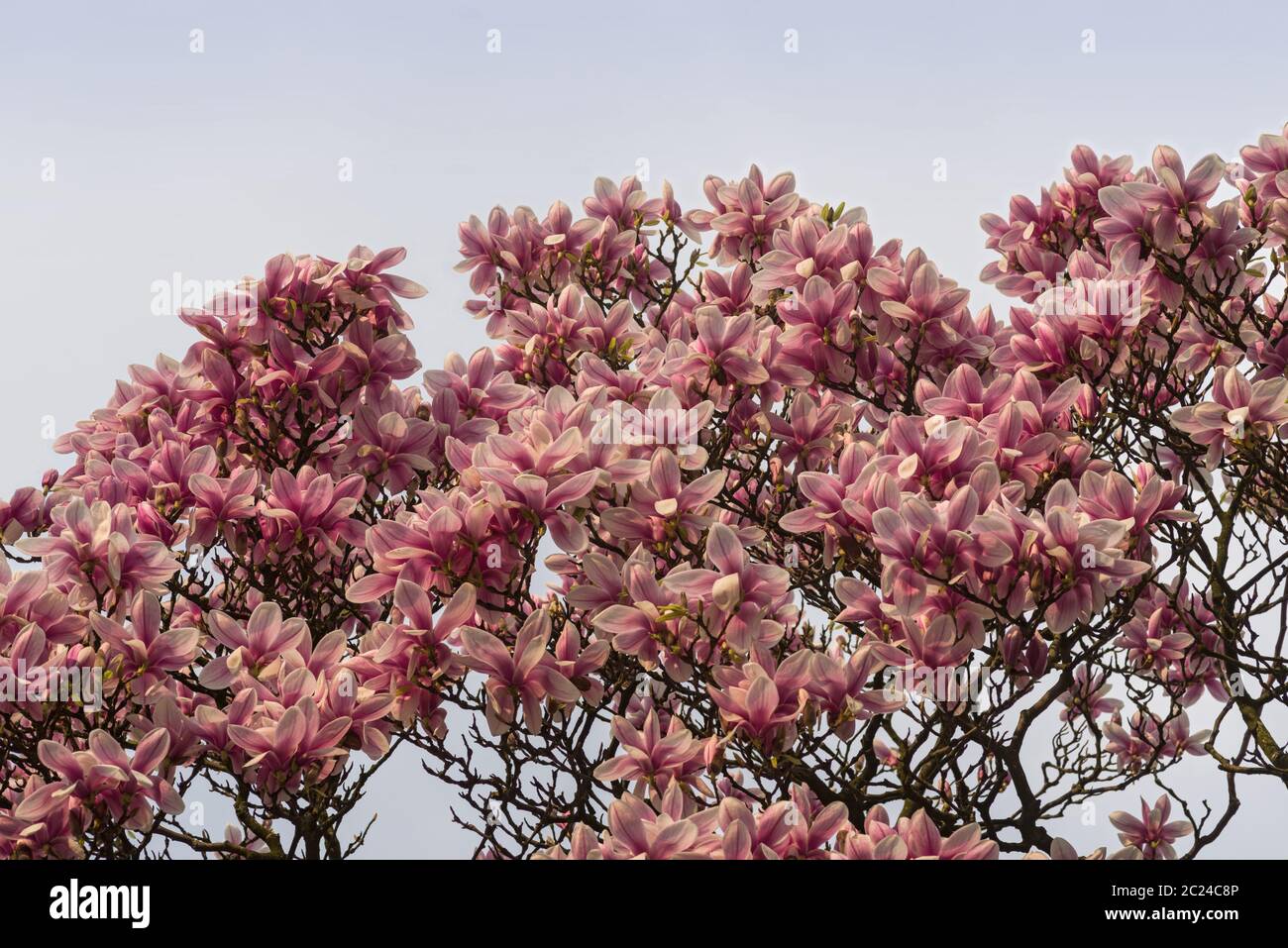 Magnolia branch hi-res stock photography and images - Alamy
