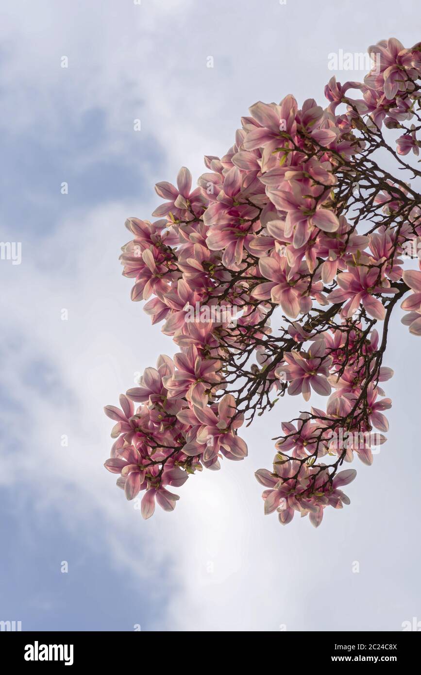 Magnolia branch hi-res stock photography and images - Alamy