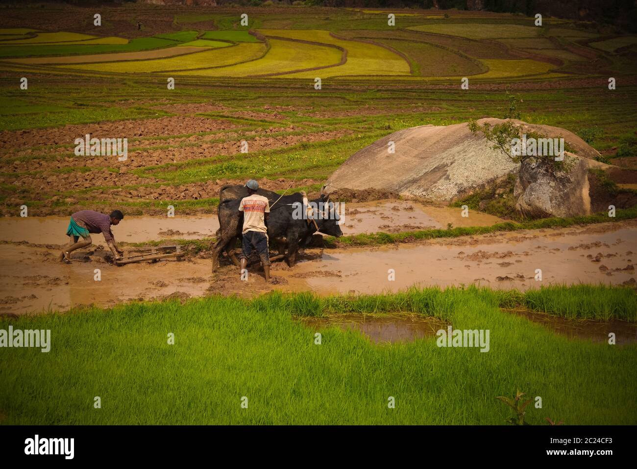 Landscape with the ploughing farmers and zebu at the rice fields and ...