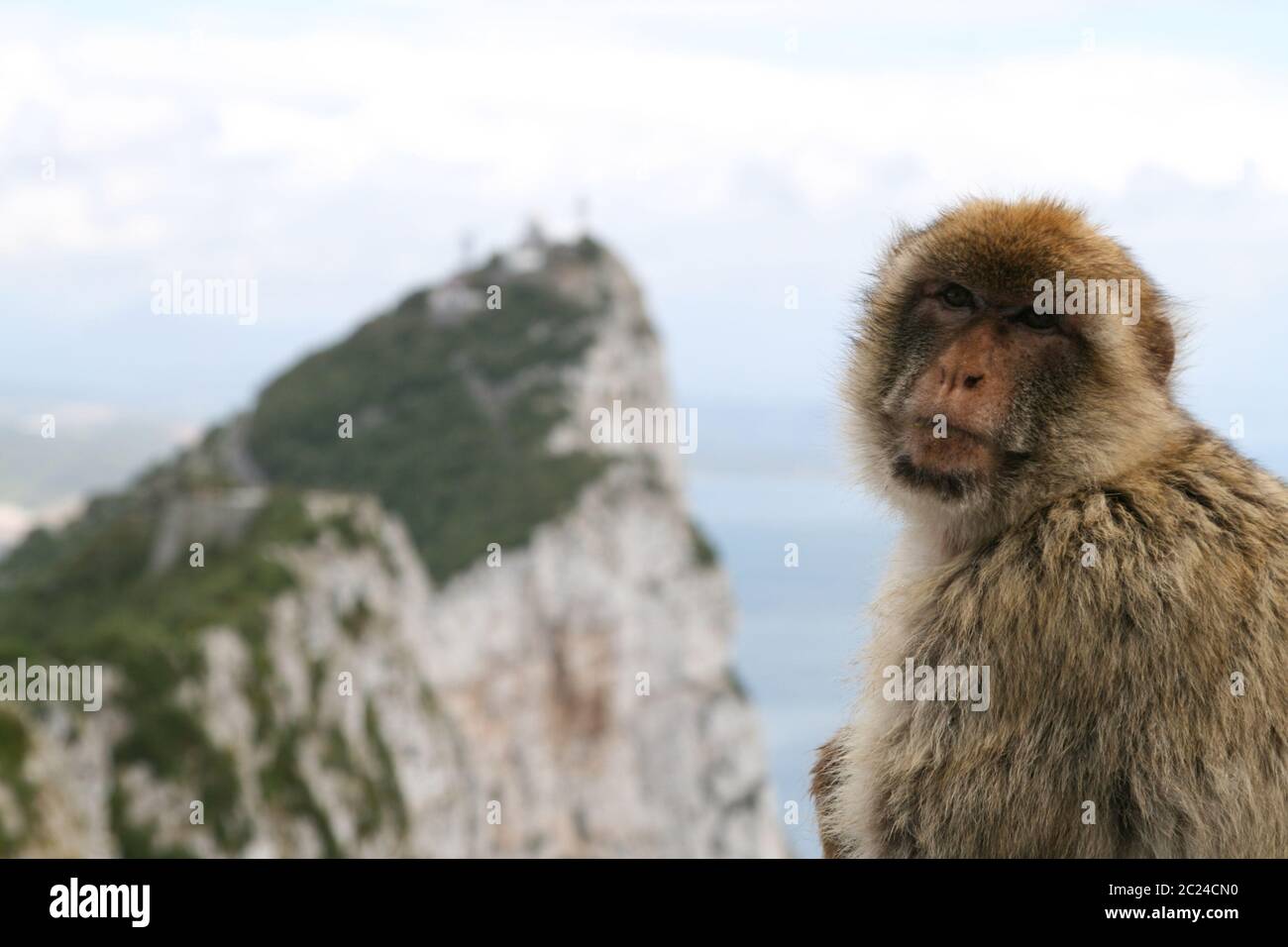 Monkey at height hi-res stock photography and images - Alamy