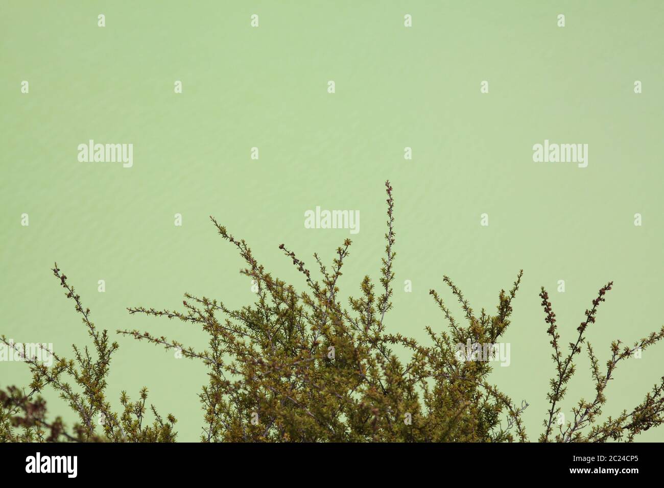Poison green water in aerial view as a background for text Stock Photo ...