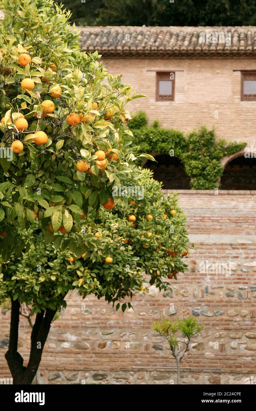 Large orange tree with oranges in front of historic brick wall Stock ...