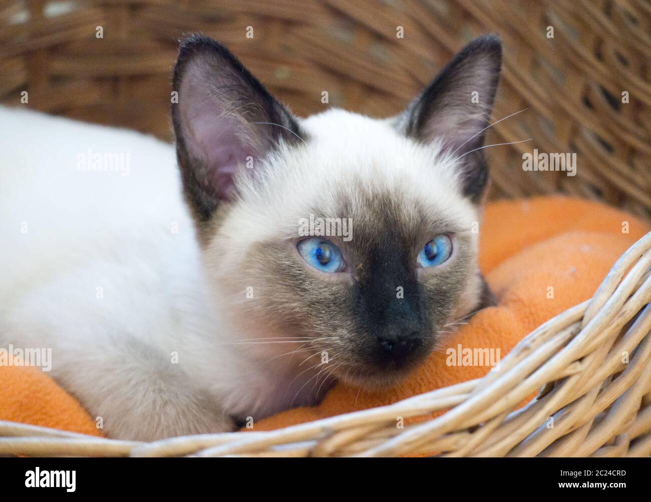 Siamese seal point hi-res stock photography and images - Alamy