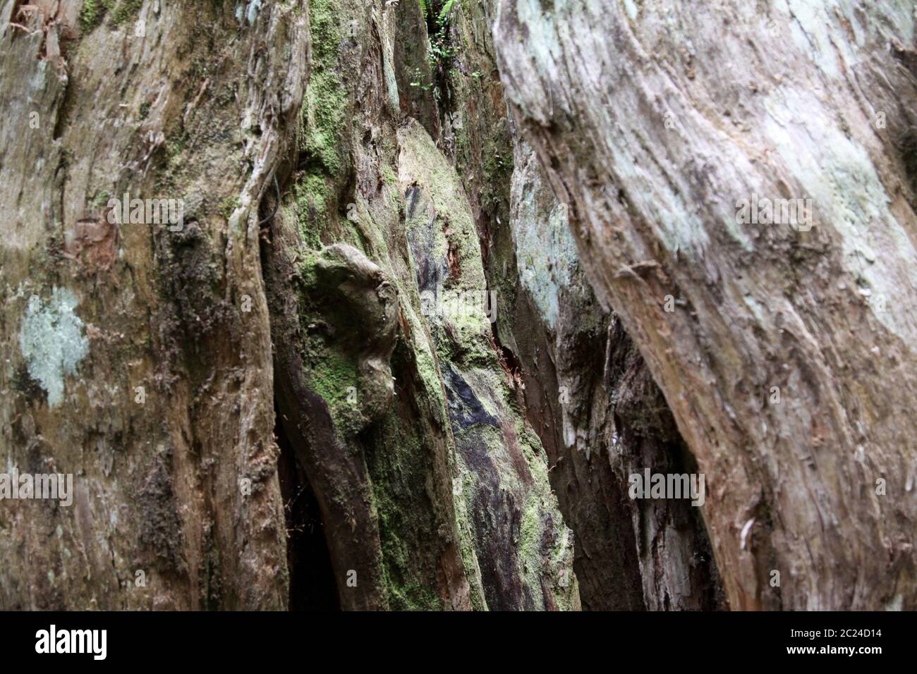 Entwined tree trunks hi-res stock photography and images - Alamy