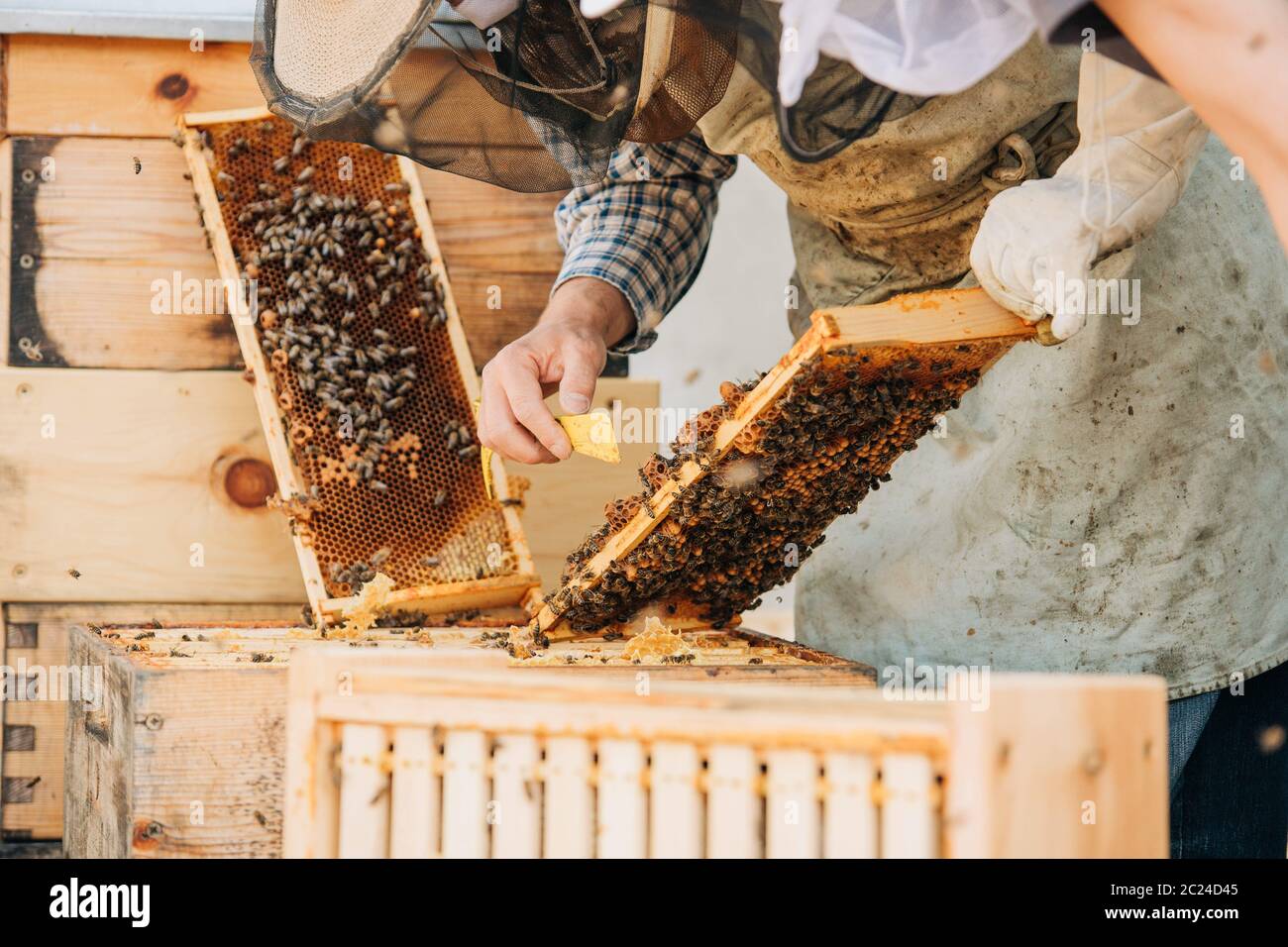 Honey bee building comb hi-res stock photography and images - Alamy
