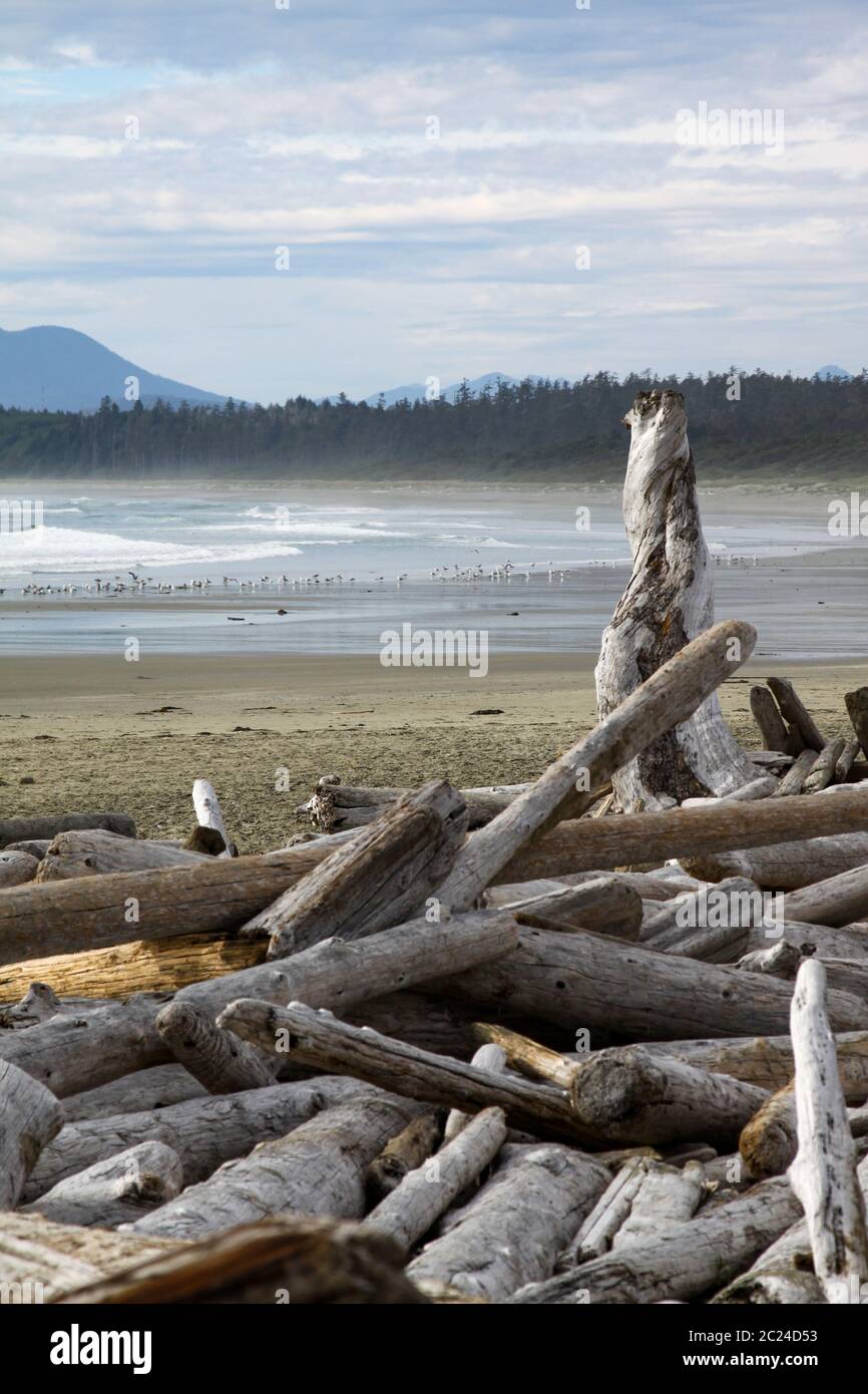 Stranded tree trunks are lonely and lonely on the beach Stock Photo - Alamy