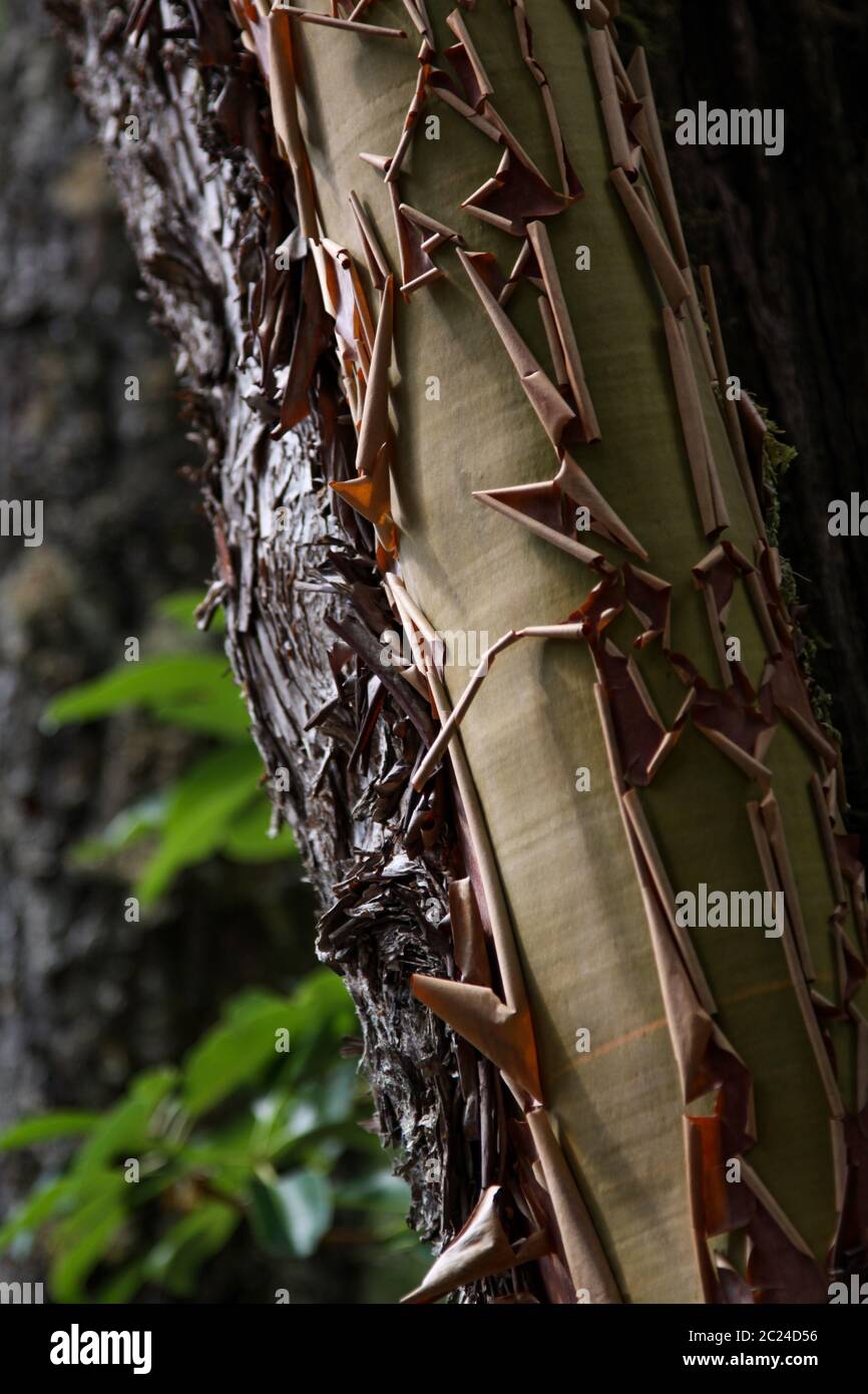 Curled bark in nature hi-res stock photography and images - Alamy
