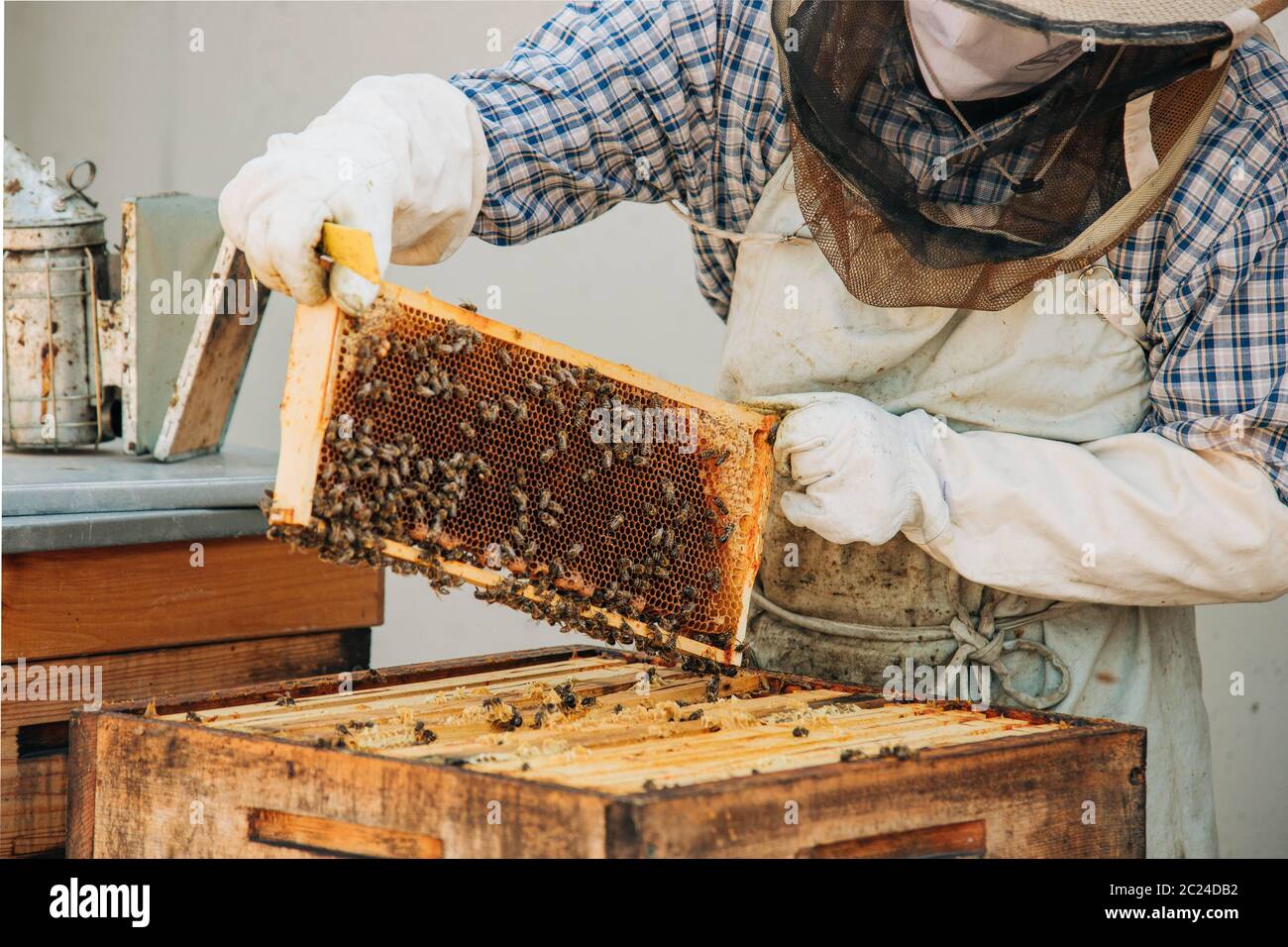 beekeeping in the city on the roof of the building Stock Photo - Alamy
