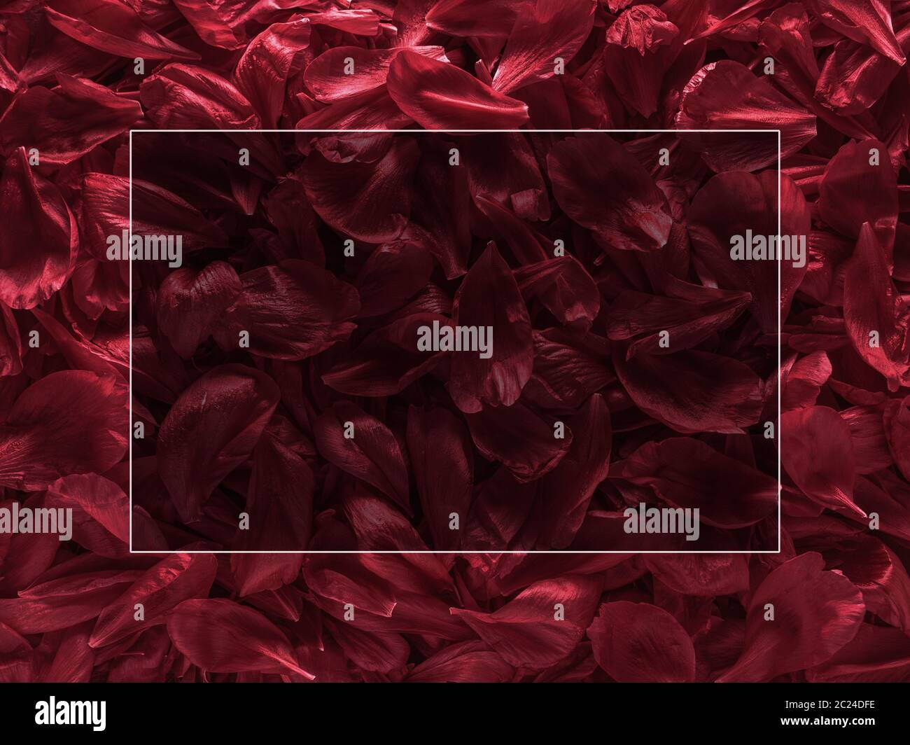 Background of red peony petals. Bright saturated red purple peony ...