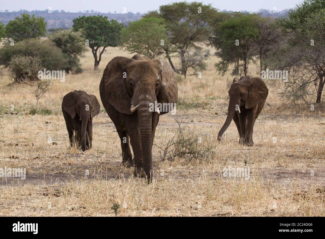 Group of proud elephants wanders through dry steppe africa Stock Photo ...