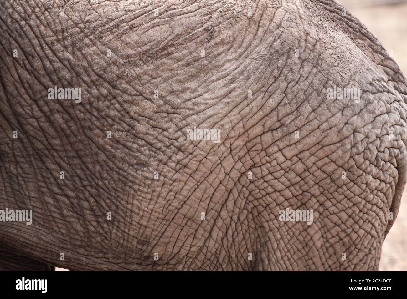 Detail of skin of elephant as a texture and background gray Stock Photo ...