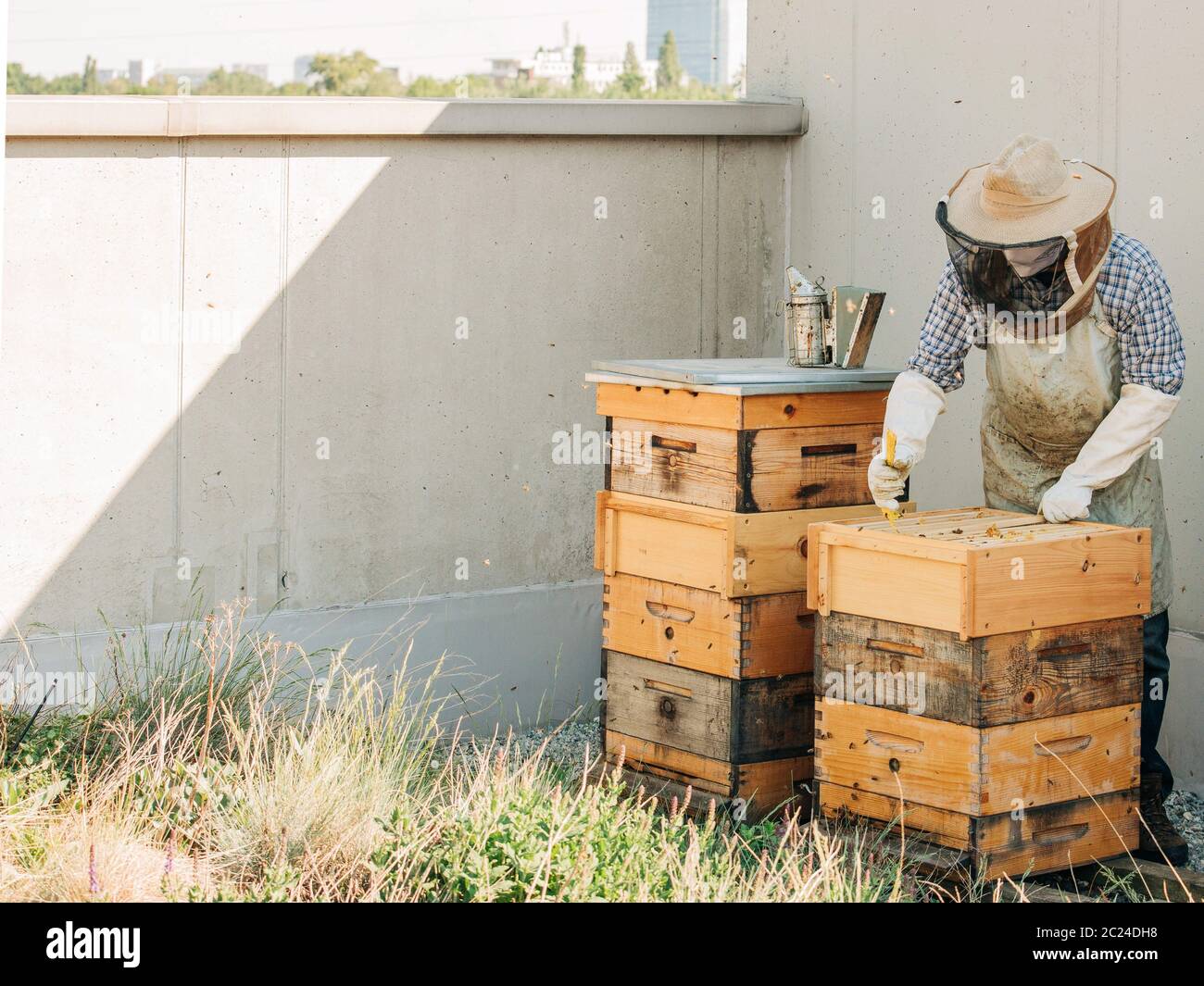 beekeeping in the city on the roof of the building Stock Photo - Alamy