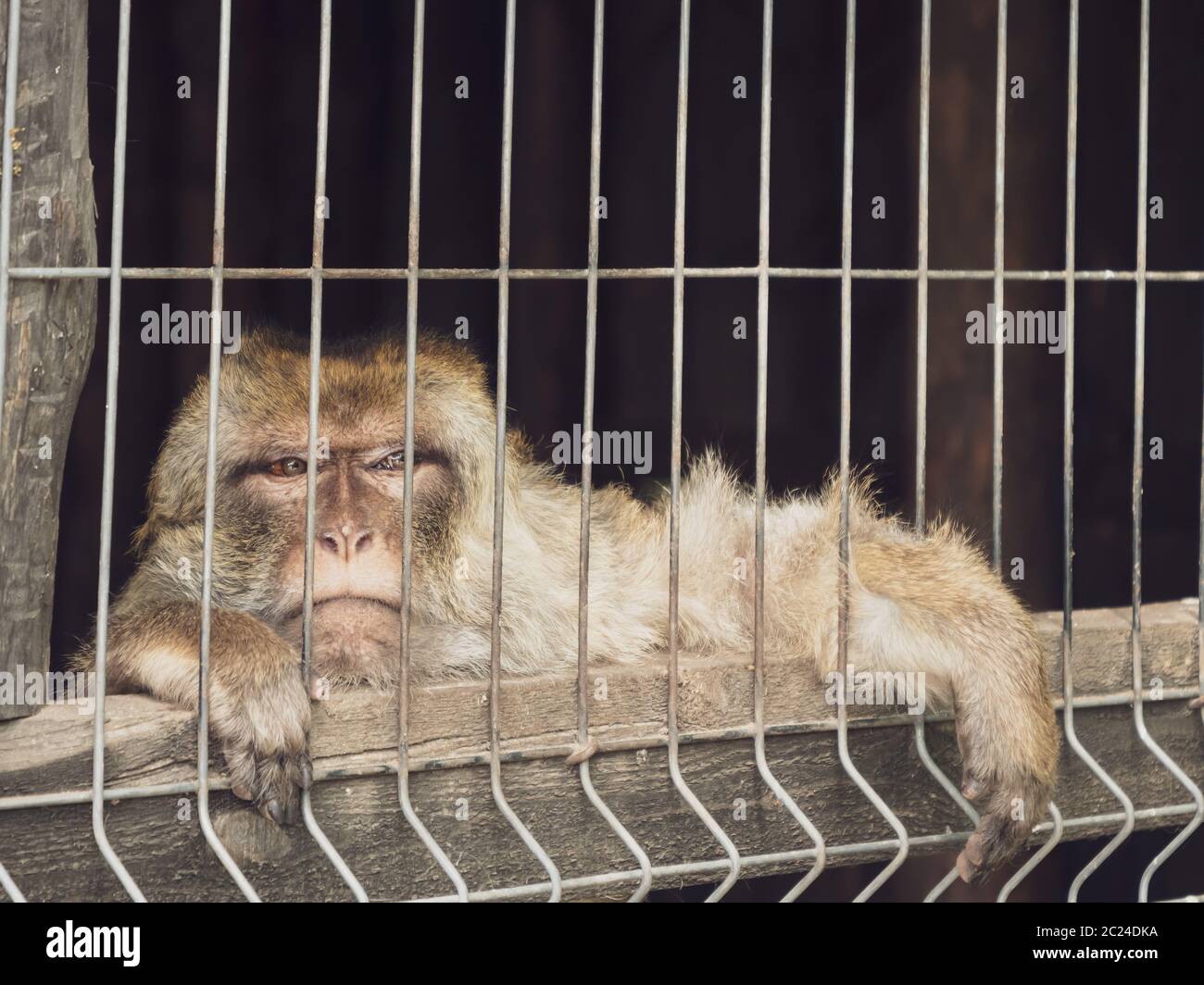 Male animal in cage hi-res stock photography and images - Alamy