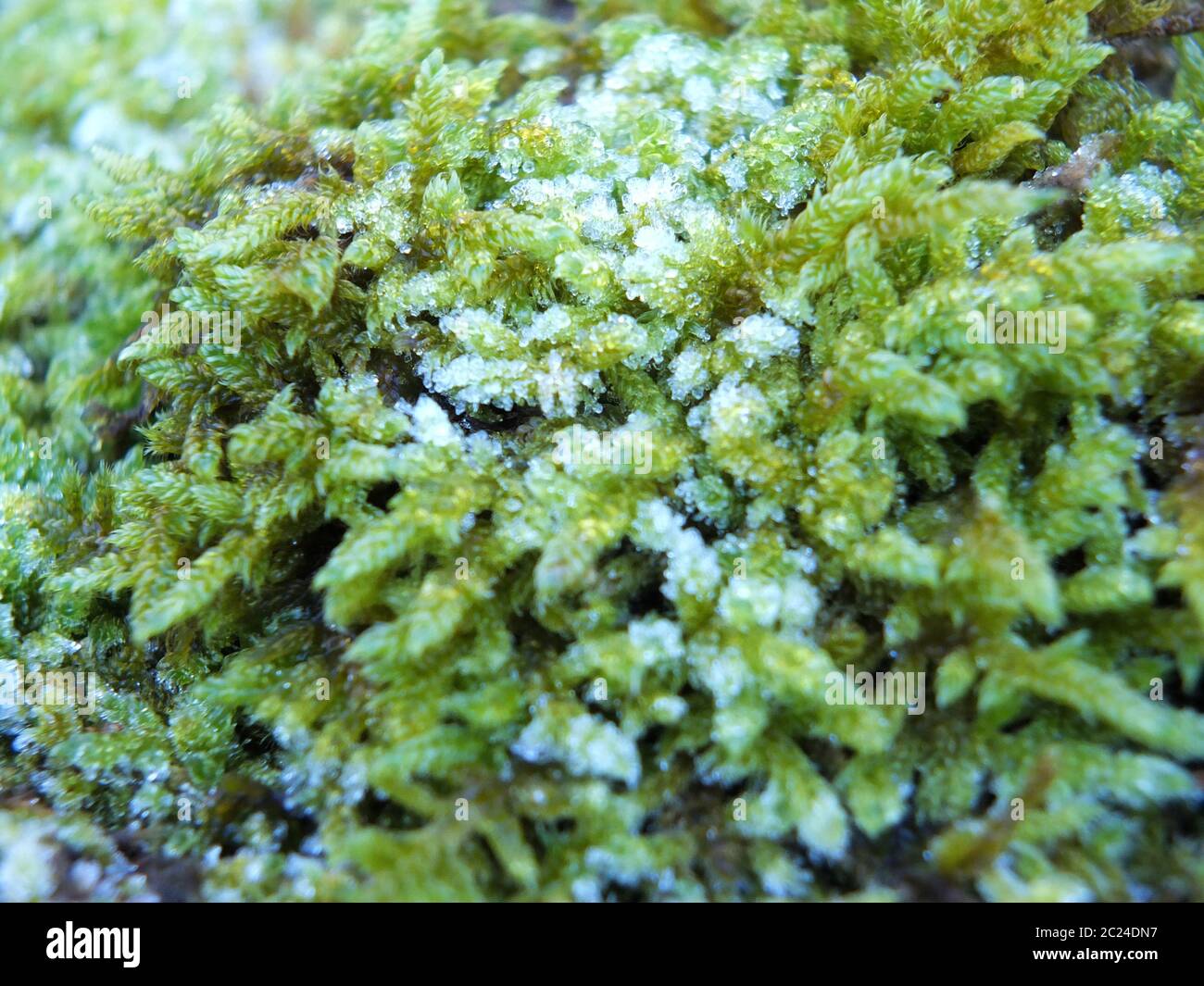 Frosted moss hi-res stock photography and images - Alamy