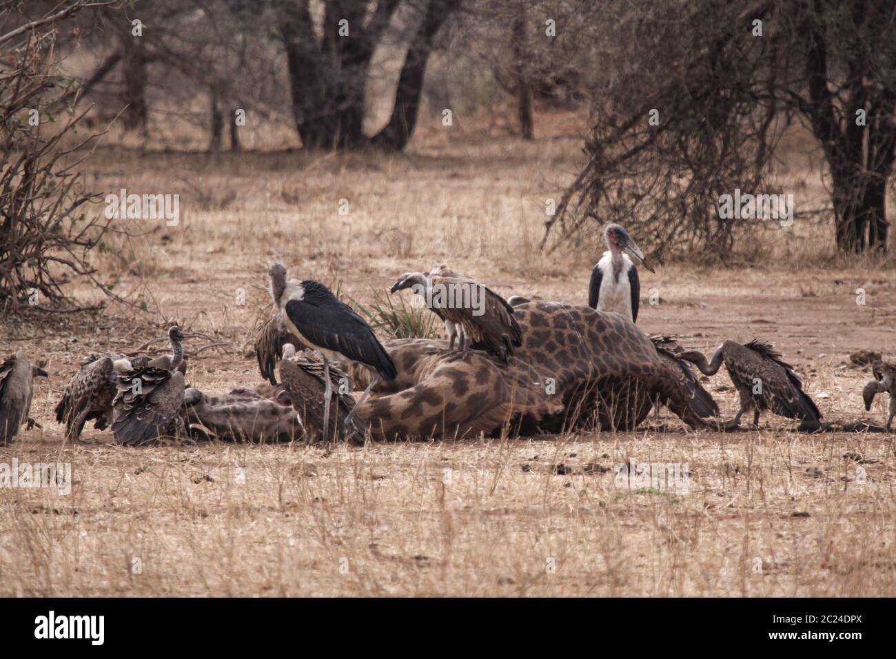 Carrion vultures eat corpse of dead giraffe Stock Photo - Alamy