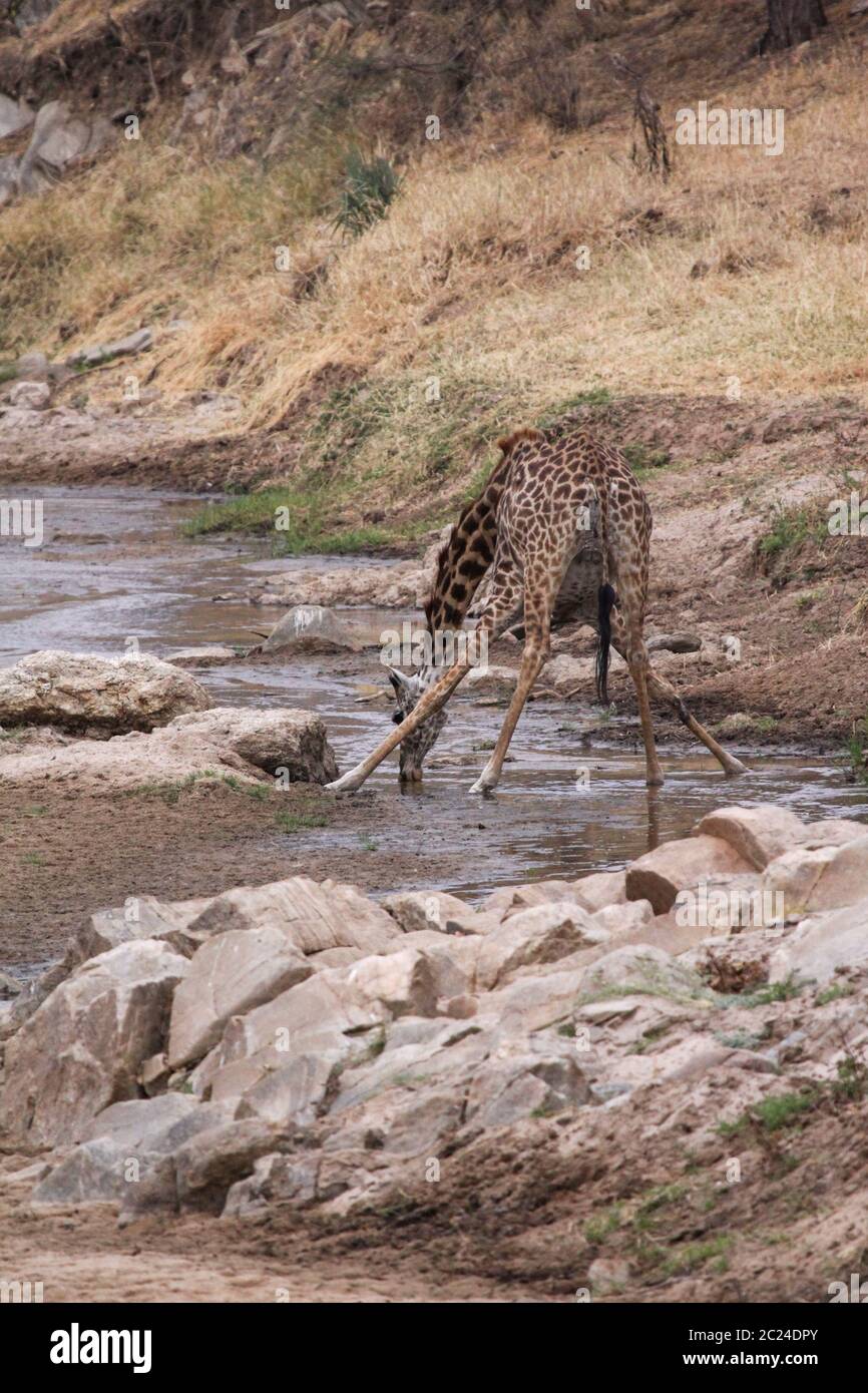 Giraffe feet hi-res stock photography and images - Alamy
