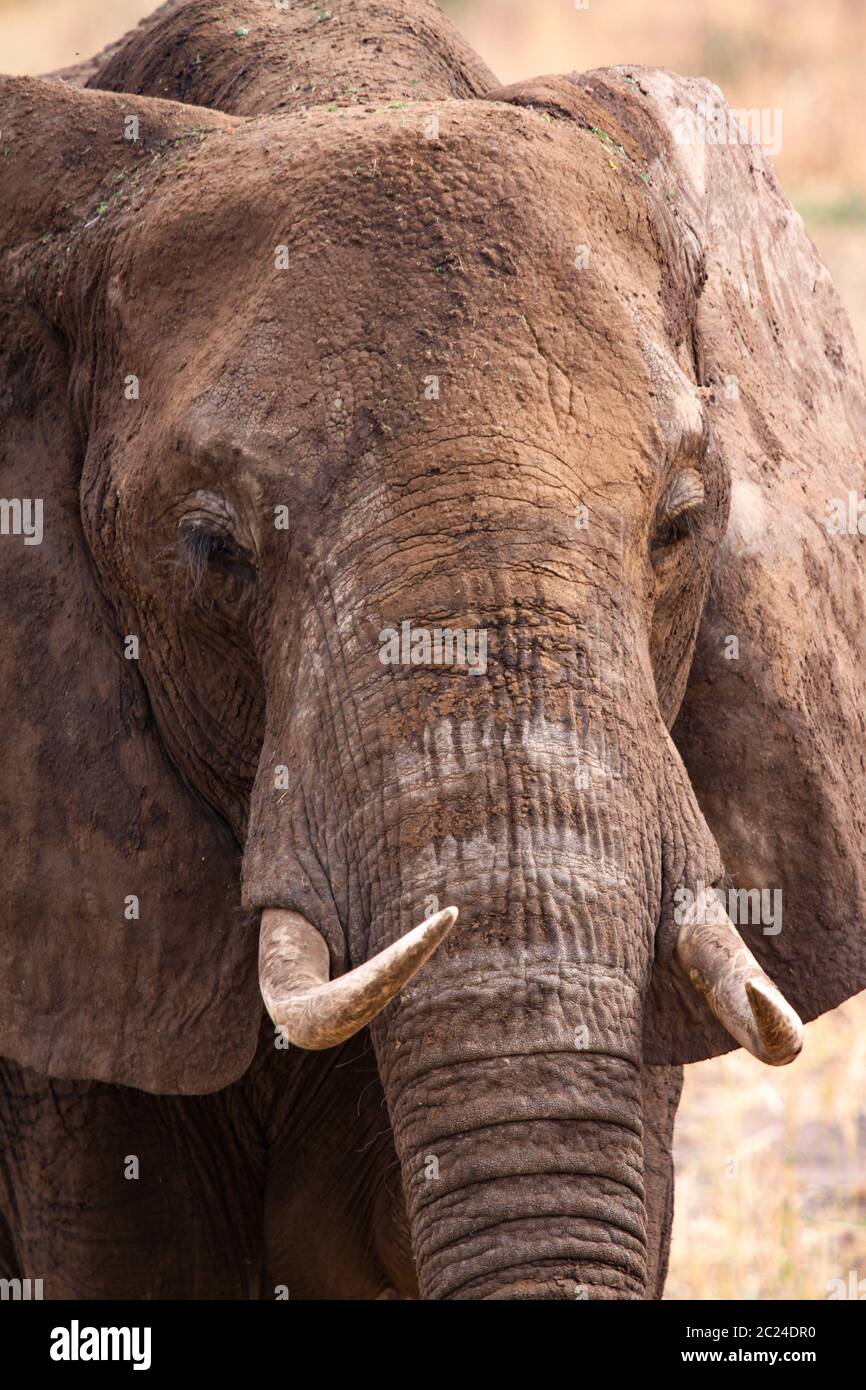 Closeup of elephant with ivory tooth in Africa Stock Photo - Alamy