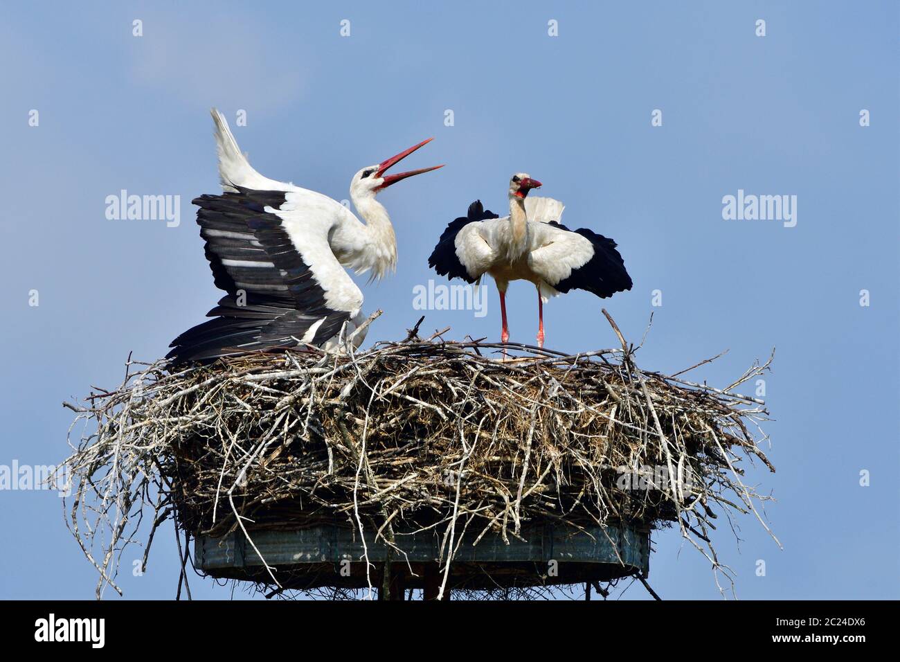 Young White storks on a nest Stock Photo - Alamy