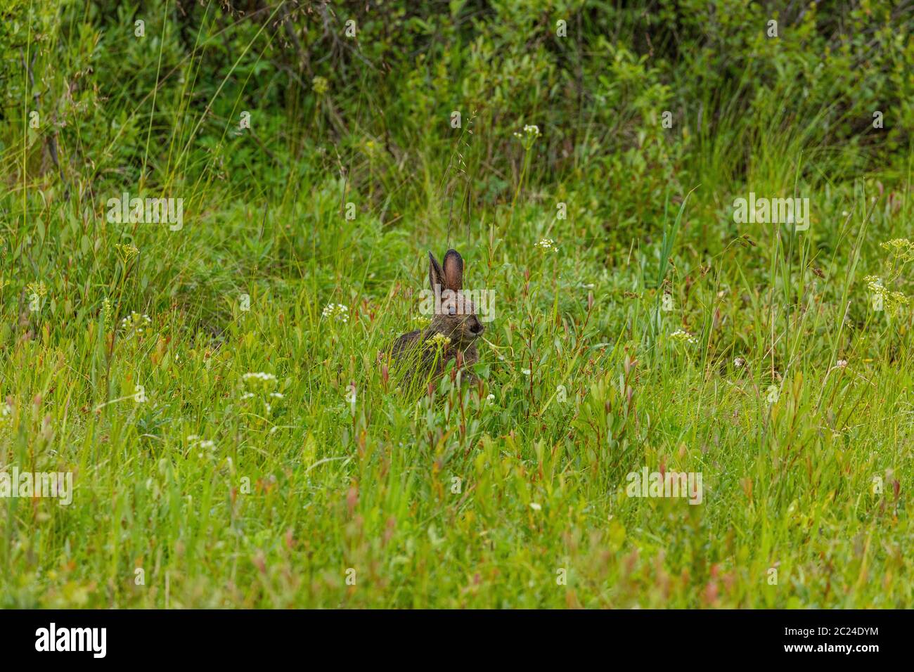 Canadian bunny hi-res stock photography and images - Alamy