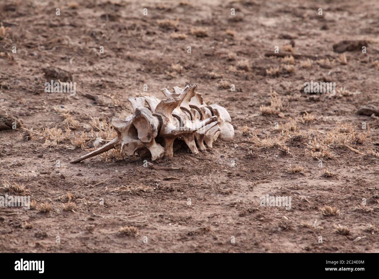 Bone from part of the spine is in dust Stock Photo - Alamy
