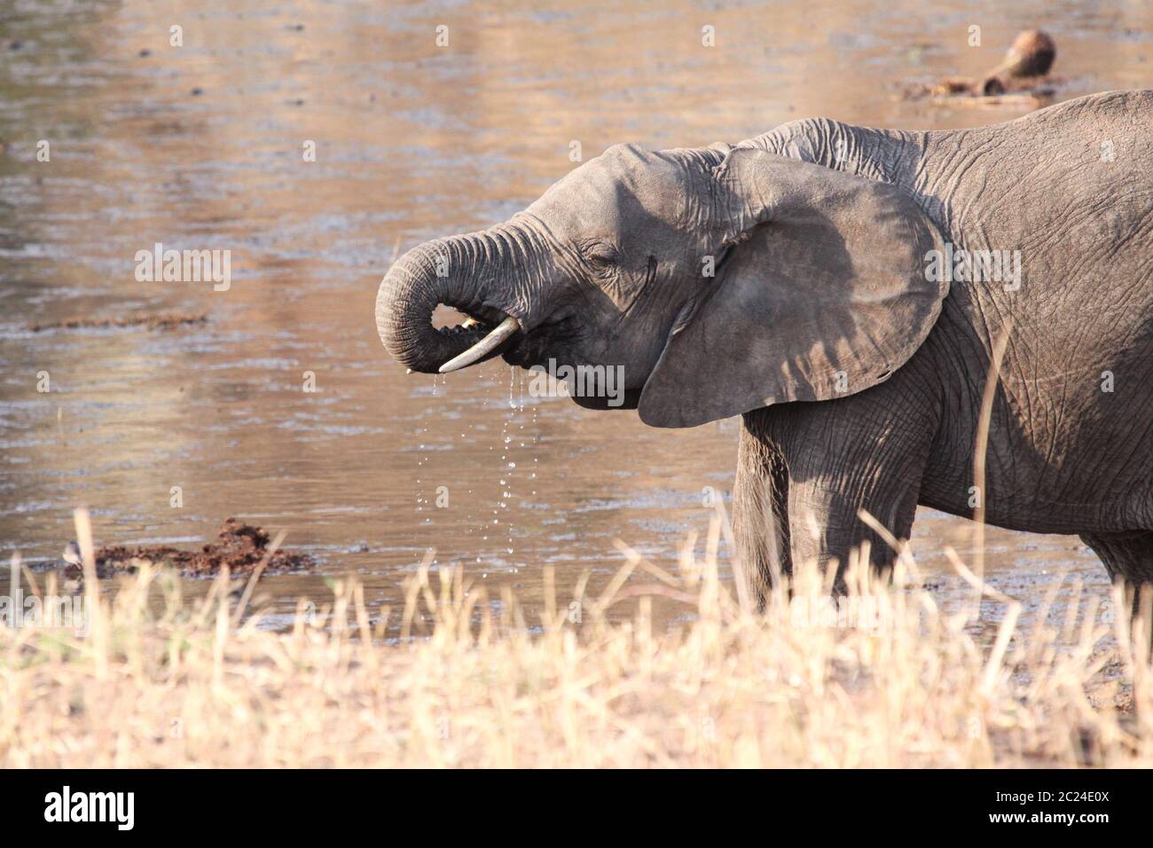 Wild elephant drinks water with proboscis in wilderness Stock Photo - Alamy