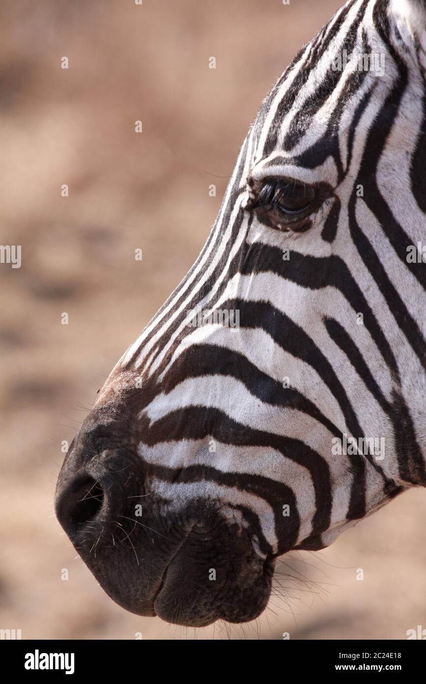 Zebra Head Side View Zebra Ears Forward Hi Res Stock Photography And