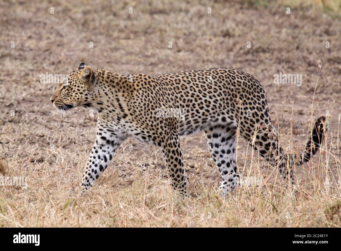 Cheetah Gepard up close as a hunting animal in Serengeti closeup Stock ...