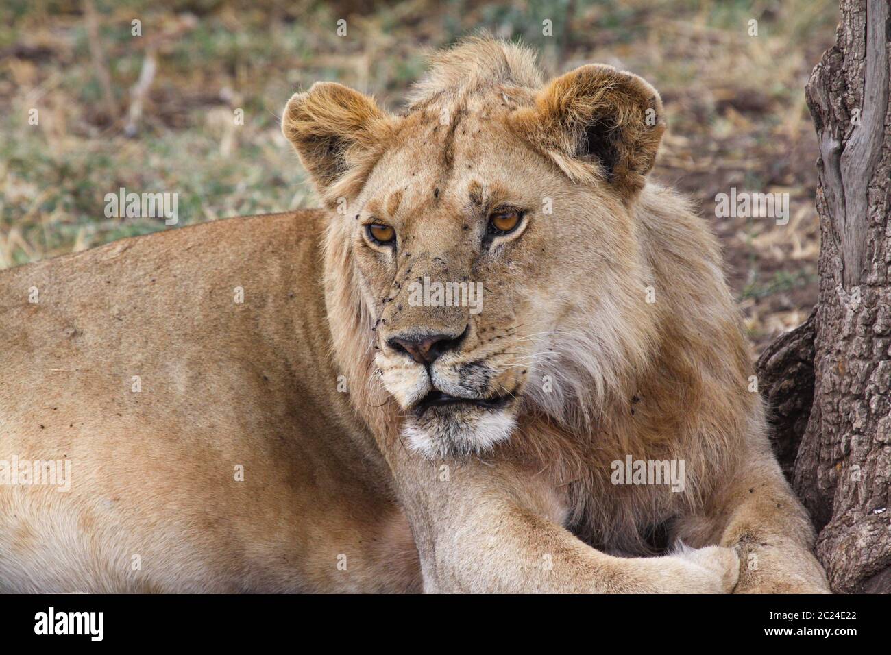 Curious lioness up close hi-res stock photography and images - Alamy