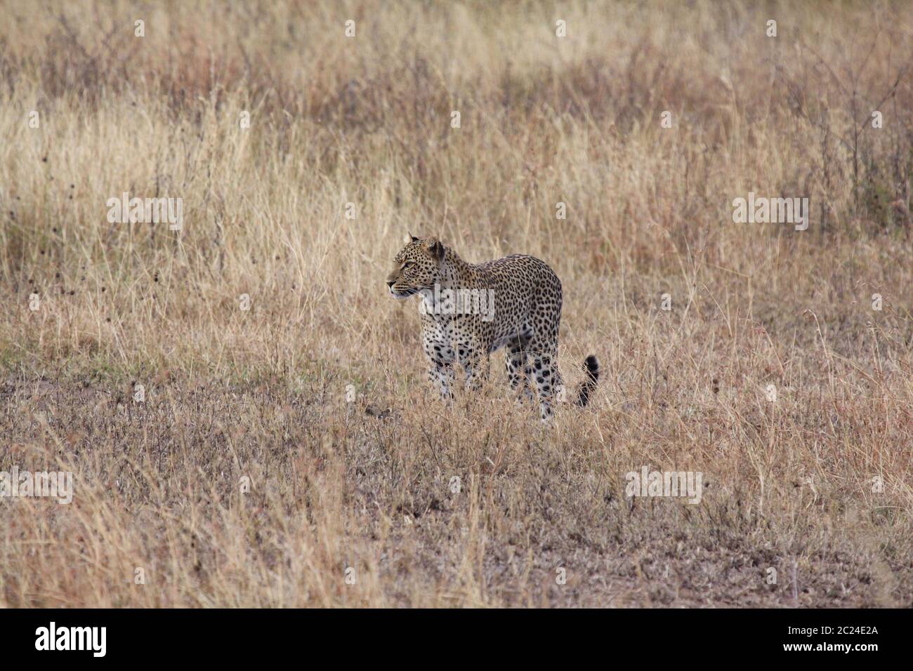 Predator cheetah sneaking up in savanna Stock Photo - Alamy