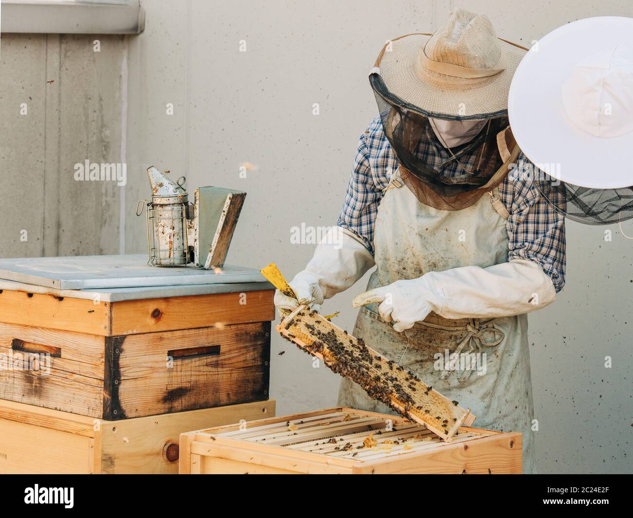 beekeeping in the city on the roof of the building Stock Photo - Alamy