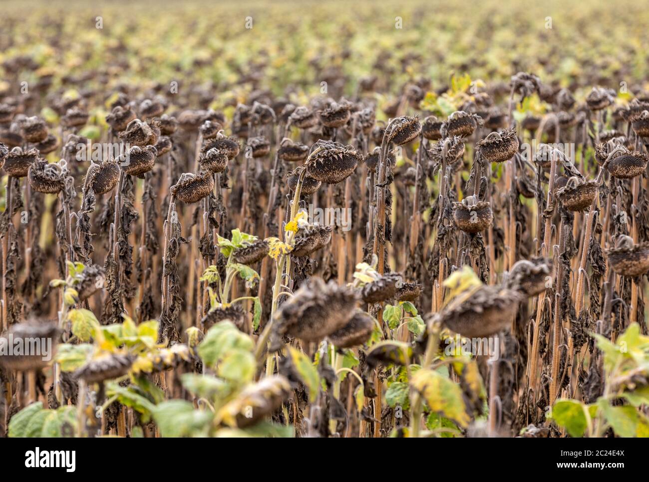 Drying sunflowers for seeds hi-res stock photography and images - Alamy