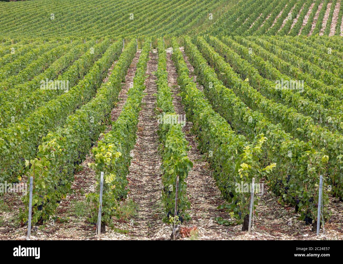 Champagne vineyards in the Cote des Bar area of the Aube department ...