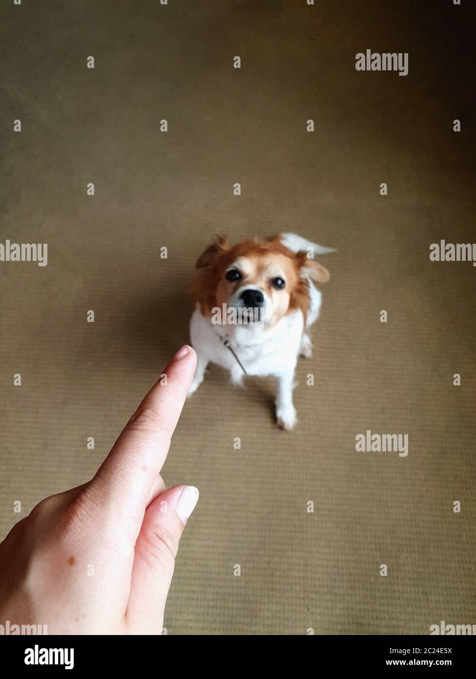 Hand of man and guilty dog at home, person pointing finger at cute dog ...