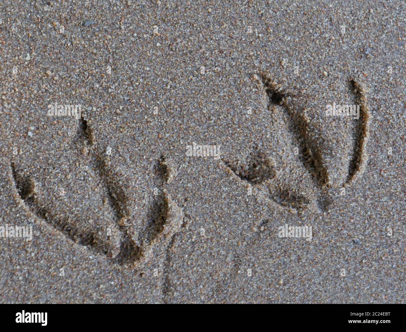 Duck claws hi-res stock photography and images - Alamy